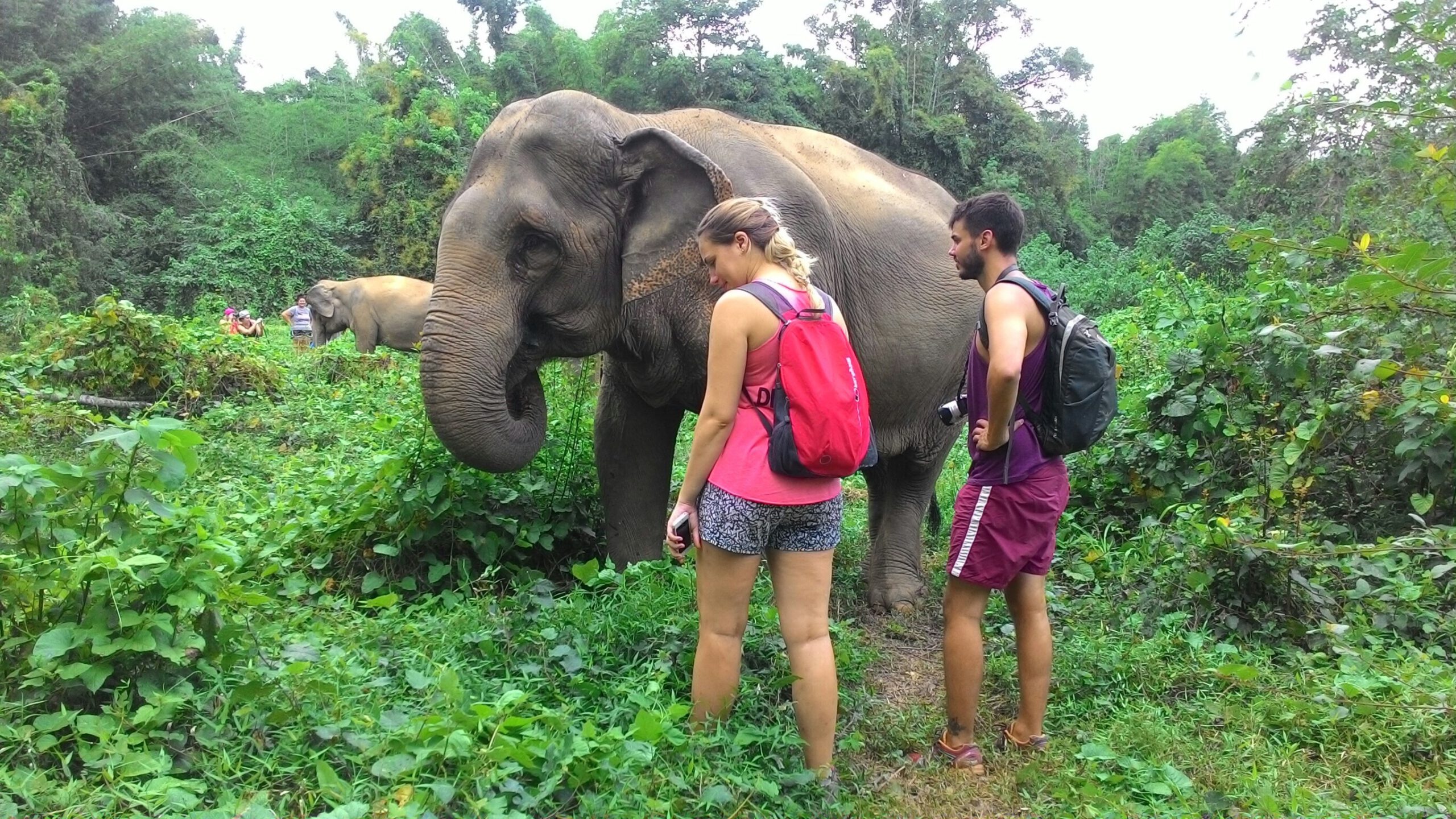 Gallery – Elephant Haven Thailand