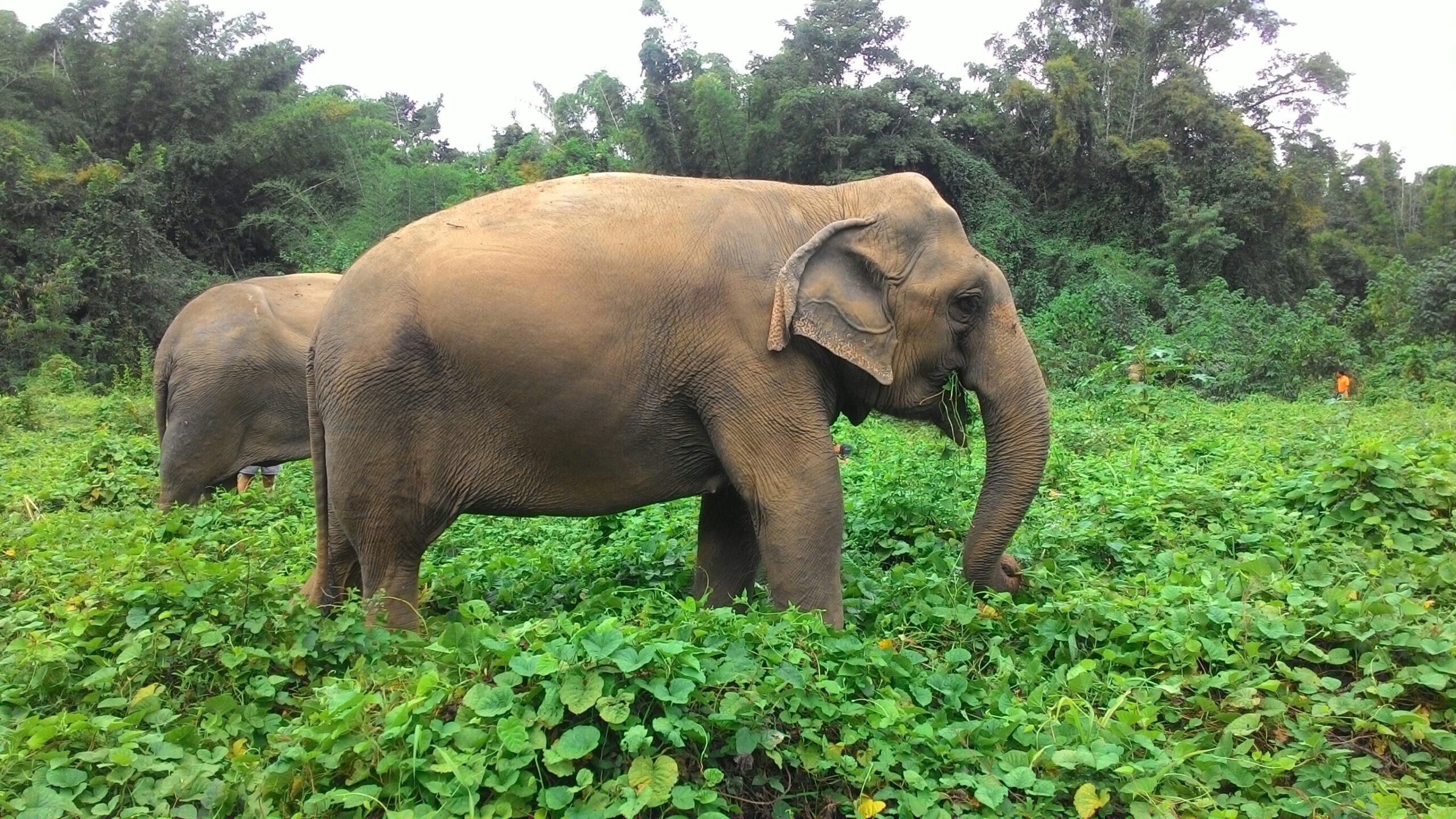Gallery – Elephant Haven Thailand