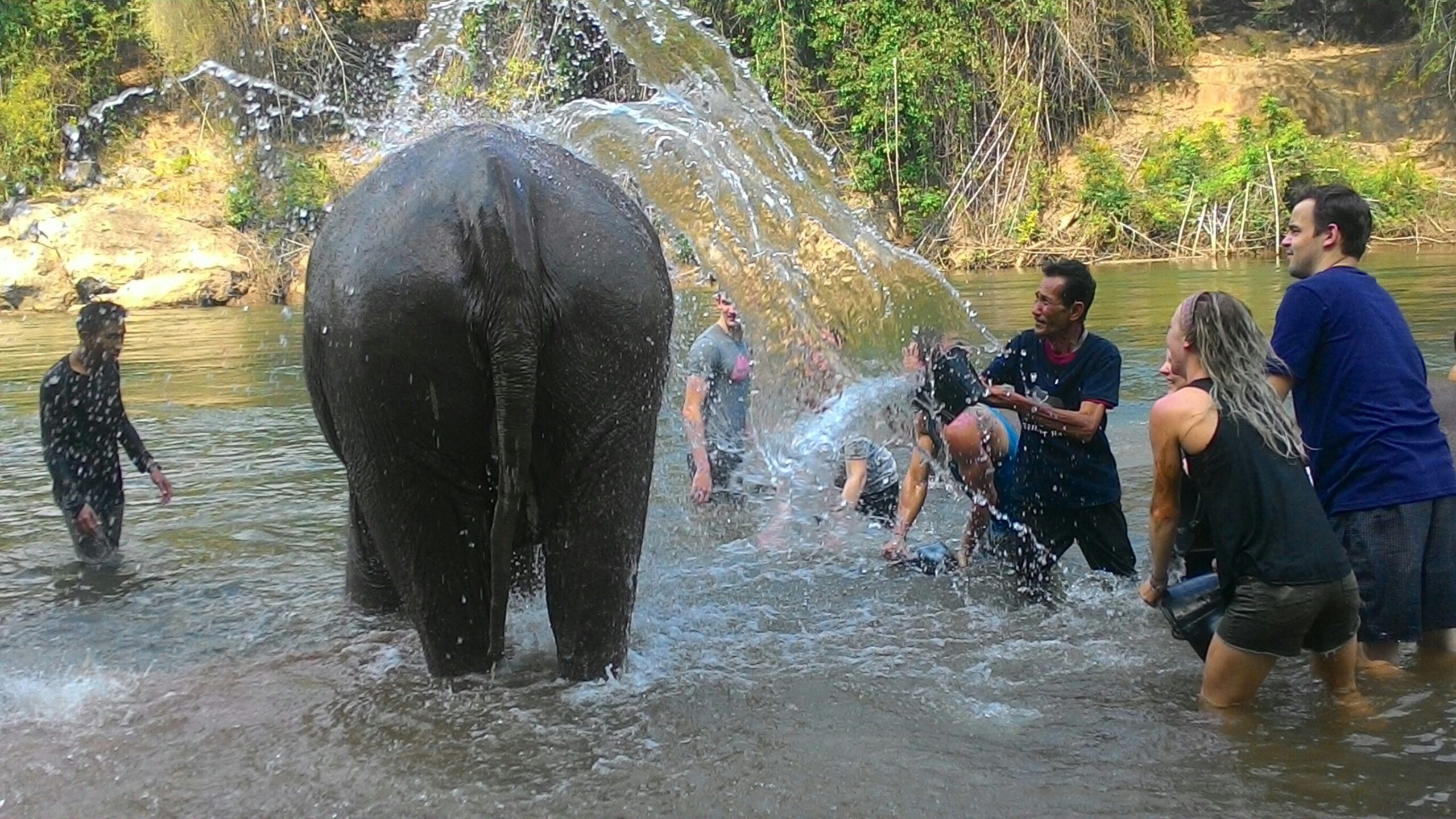 Gallery – Elephant Haven Thailand