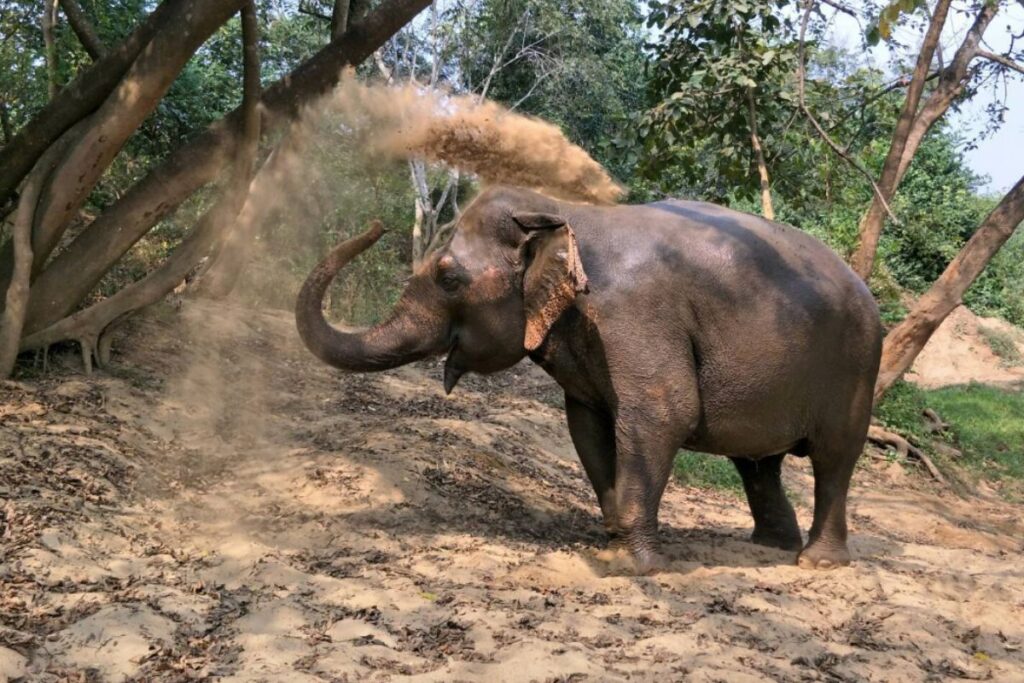 Why Sustainable Tourism Matters, Elephant Haven’s Eco Approach ...