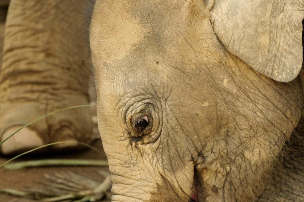 Looking Ahead, The Future of Elephants in Thailand – Elephant Haven ...