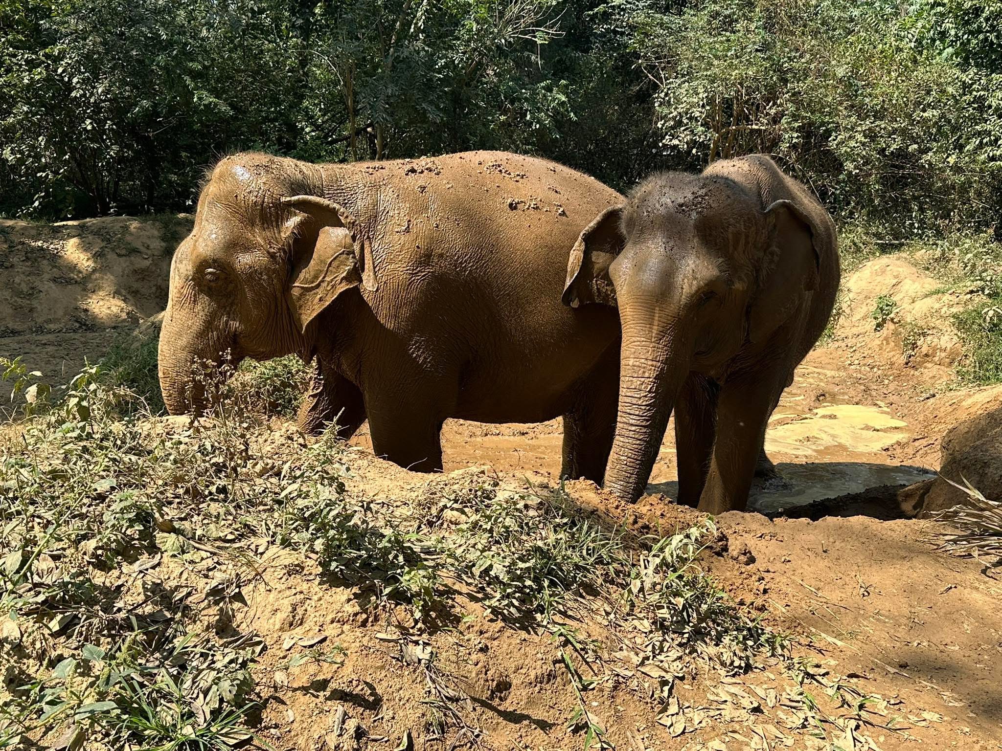 Mud, Dust, and Water The Secret Behind Naturally Perfect Elephant Skin ...