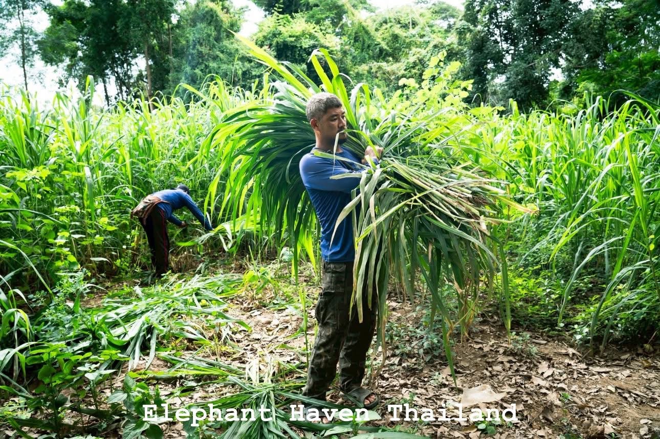 The Logistics Behind Preparing Over 200 Kilograms of Food a Day ...