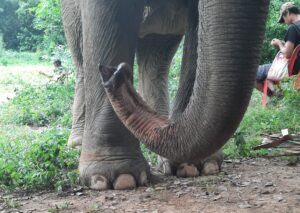 5 Astonishing Facts About an Elephant’s Trunk – Elephant Haven Thailand