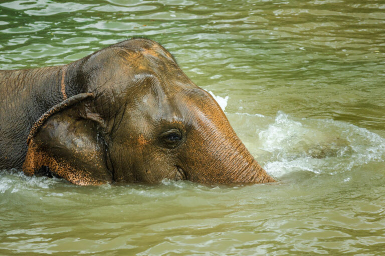 Elephant Haven Thailand – For Freedom Elephant