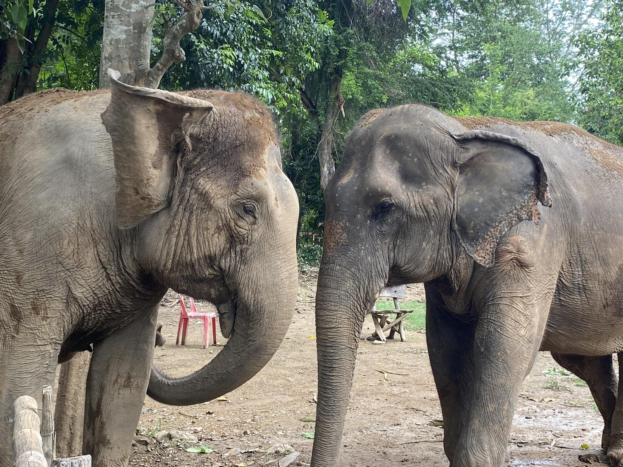 5 Astonishing Facts About an Elephant’s Trunk – Elephant Haven Thailand