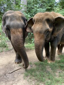 5 Astonishing Facts About an Elephant’s Trunk – Elephant Haven Thailand
